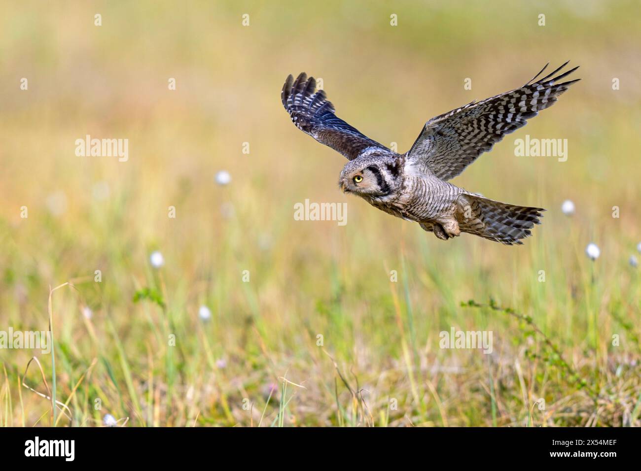 Gavilan volando hi-res stock photography and images - Alamy