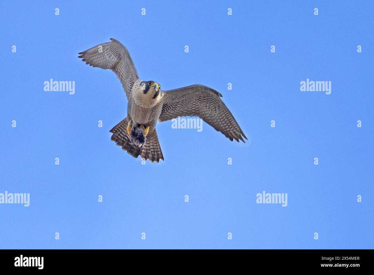 peregrine falcon (Falco peregrinus), in flight, Netherlands, Northern ...