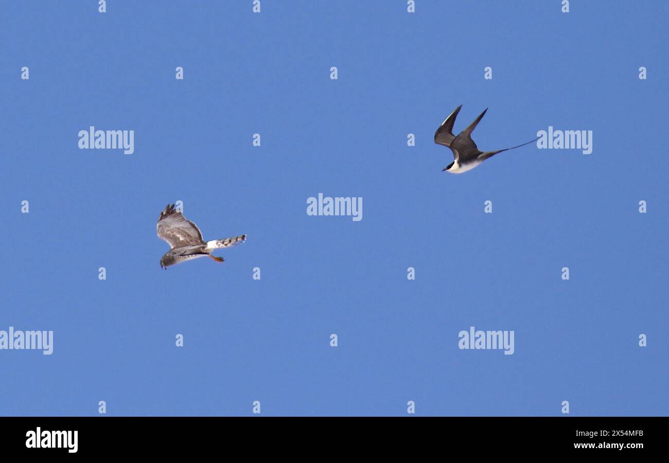 long-tailed skua, long-tailed jaeger (Stercorarius longicaudus), adult ...