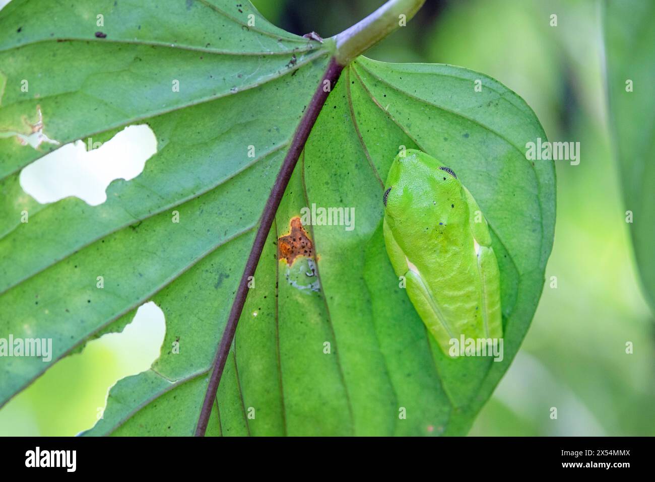 leaf frog on the underside of a leaf in the rainforest, Costa Rica ...