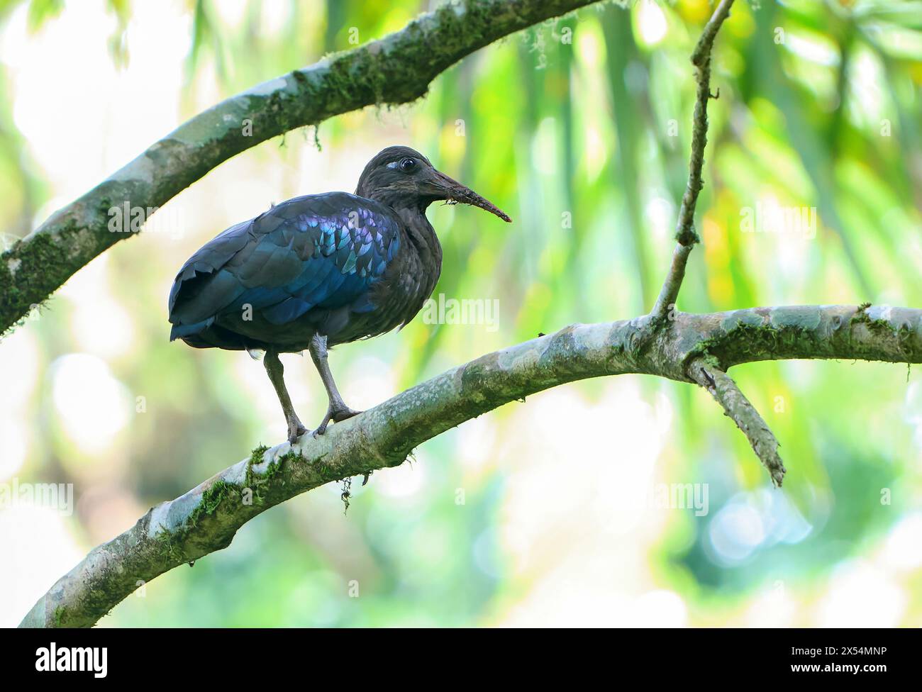 Dwarf ibis hi-res stock photography and images - Alamy