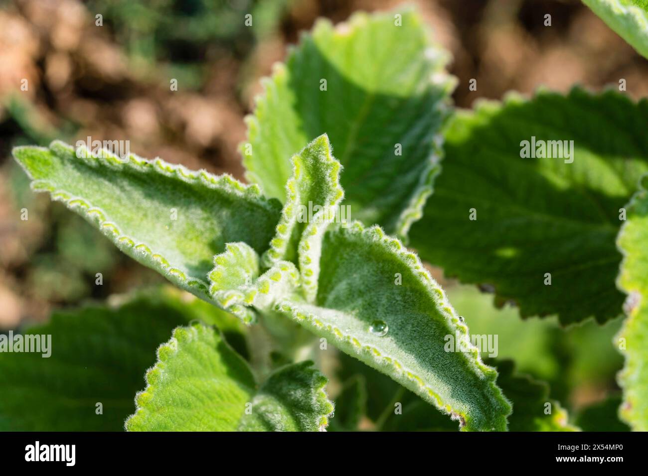 Australian Lemon Leaf, Green Velvet (Plectranthus spec.), leaves Stock ...