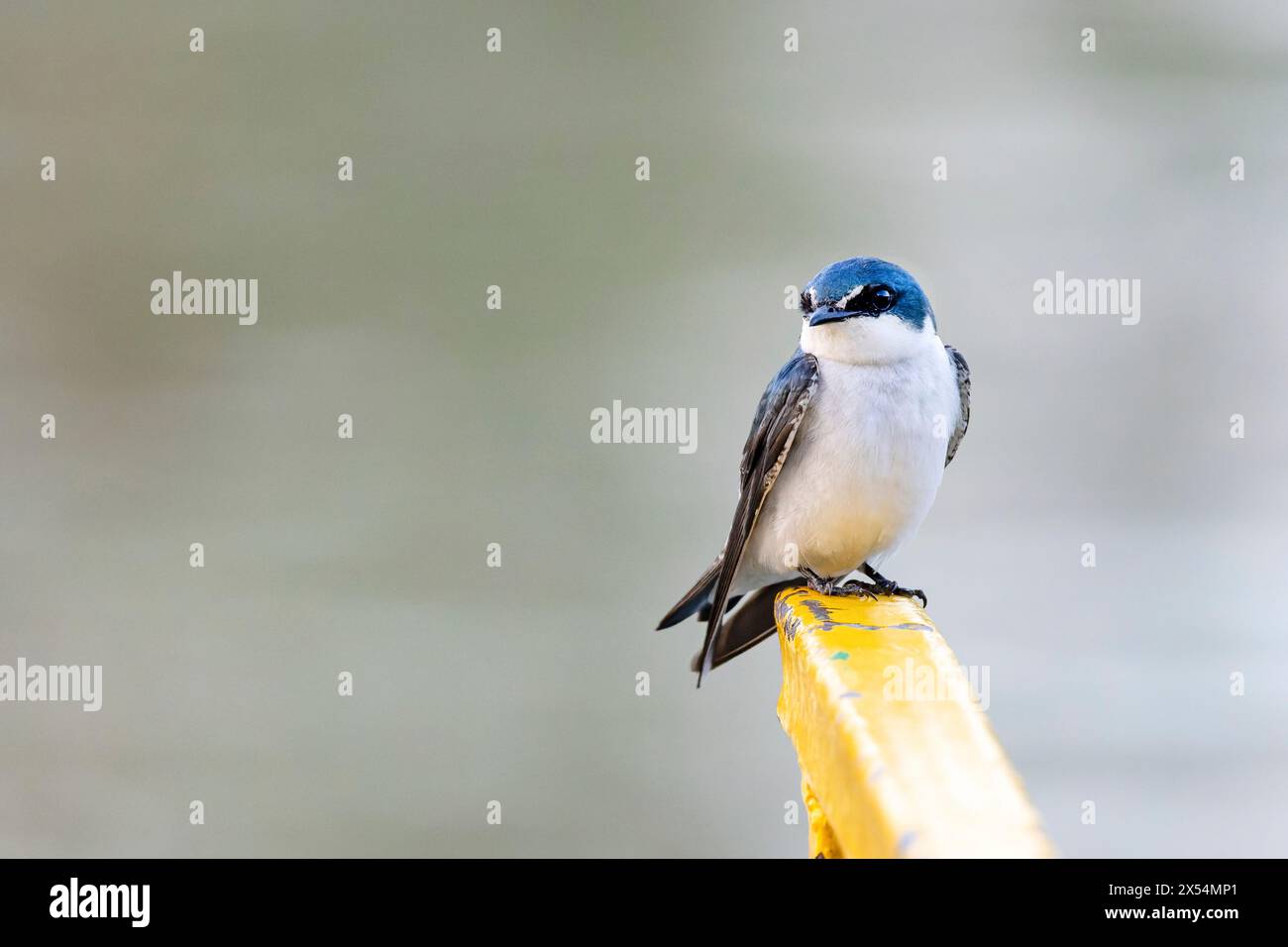 Mangrove swallow (Tachycineta albilinea), sits on a railing on the Rio ...