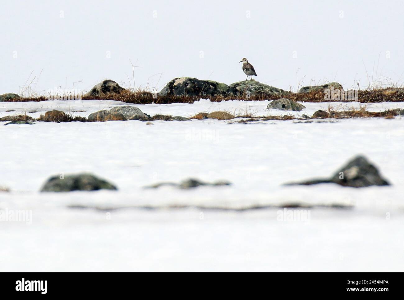 rock sandpiper (Calidris ptilocnemis), adult standing on the tundra in ...