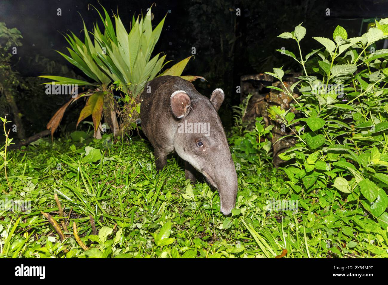 Baird's tapir, Central American tapir (Tapirus bairdii), eating at the ...