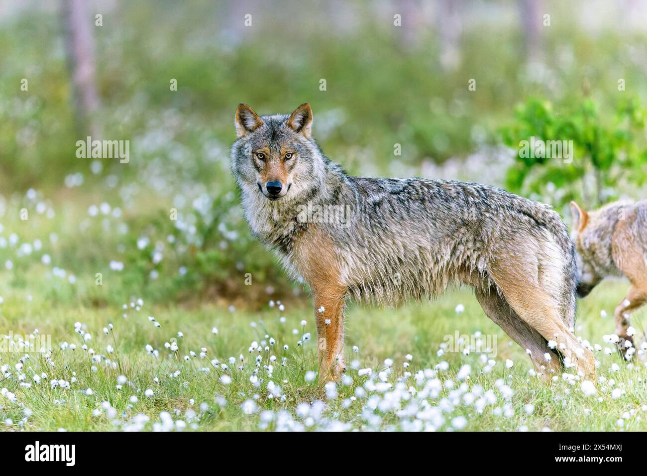 European gray wolf (Canis lupus lupus), adult standing in a swamp with ...