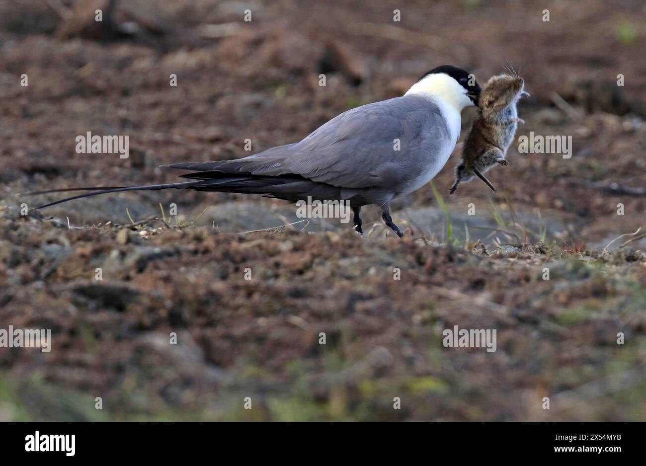 long-tailed skua, long-tailed jaeger (Stercorarius longicaudus), adult ...