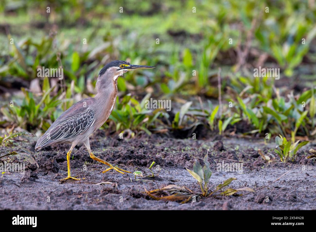 Striated heron, Mangrove heron, Little heron, Green-backed heron ...