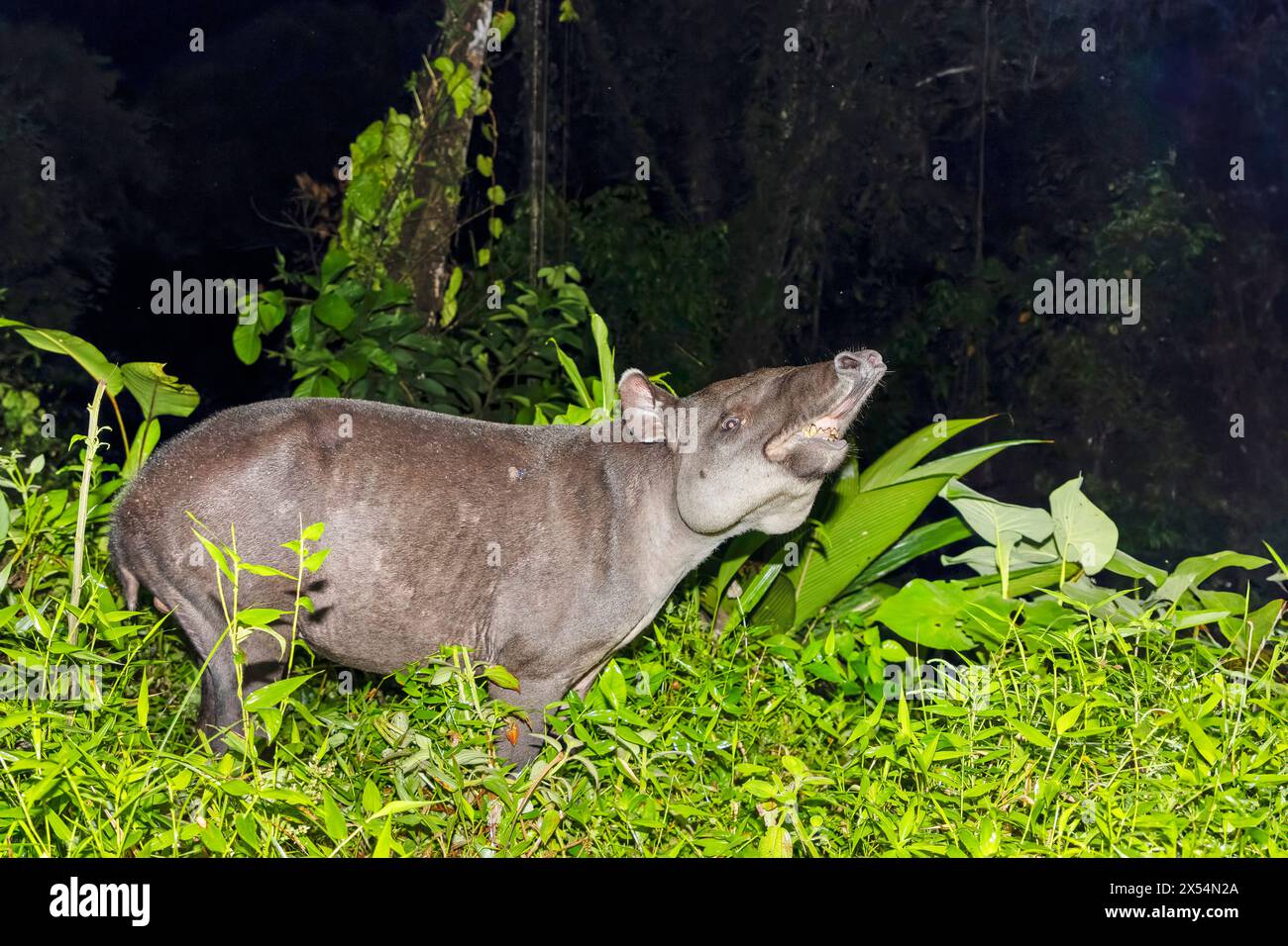 Baird's tapir, Central American tapir (Tapirus bairdii), stands at ...
