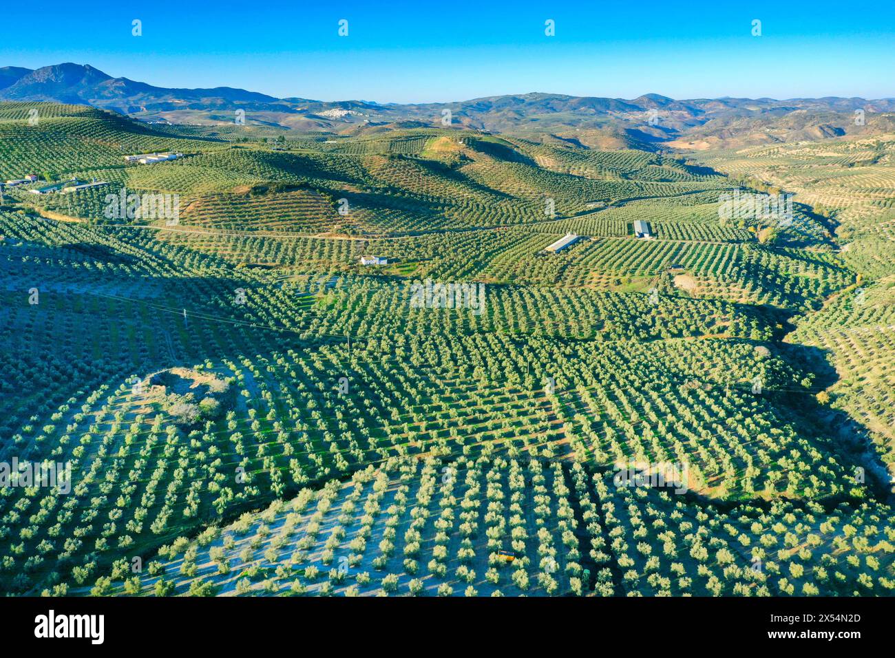 olive tree (Olea europaea ssp. sativa), Cultivated landscape ...