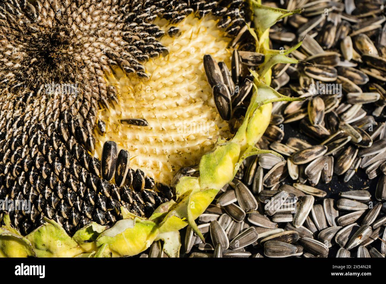 common sunflower (Helianthus annuus), Flower heads with ripe sunflower ...