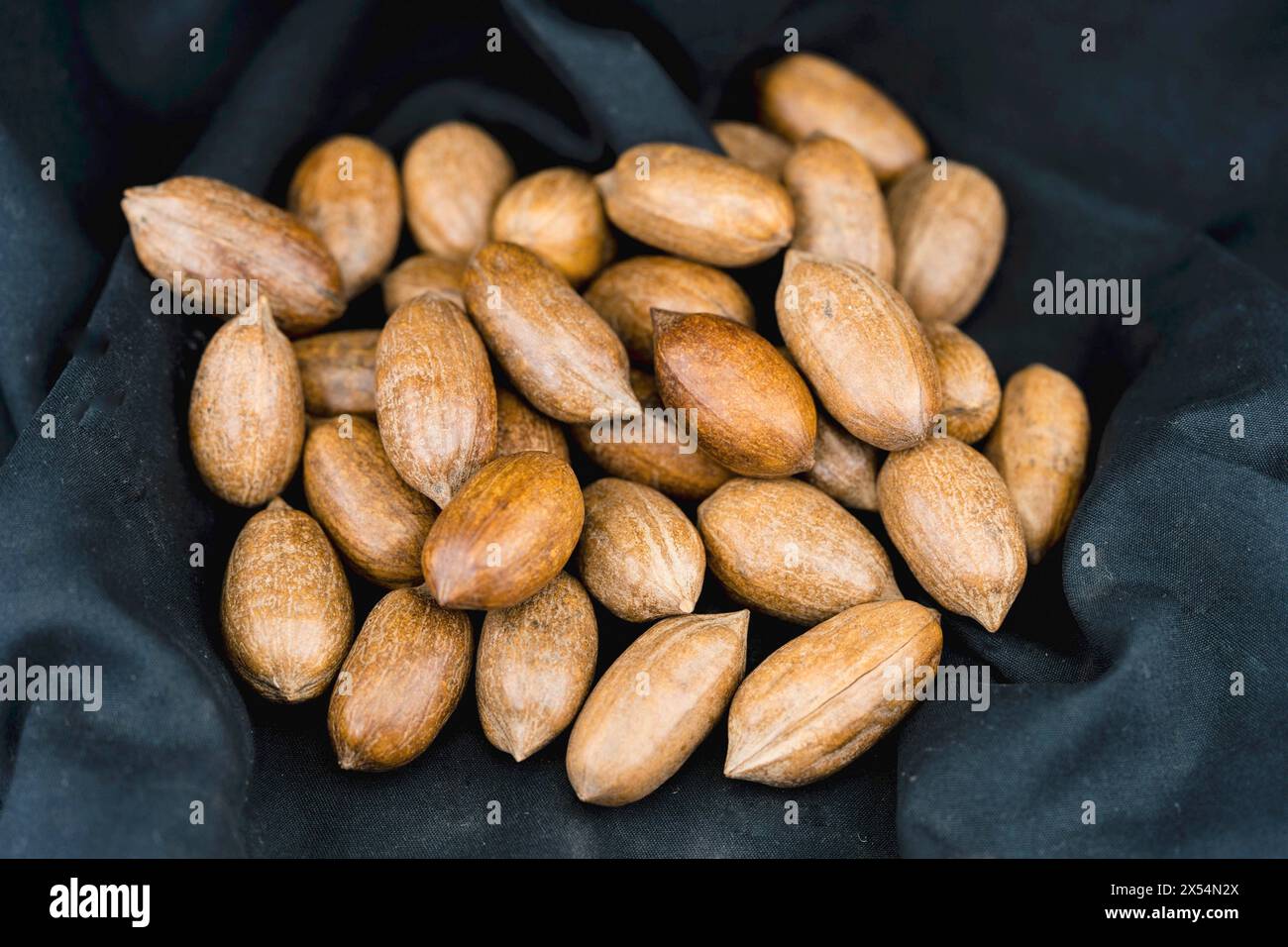Pecan (Carya illinoiensis, Carya pecan), whole pecan nuts Stock Photo ...