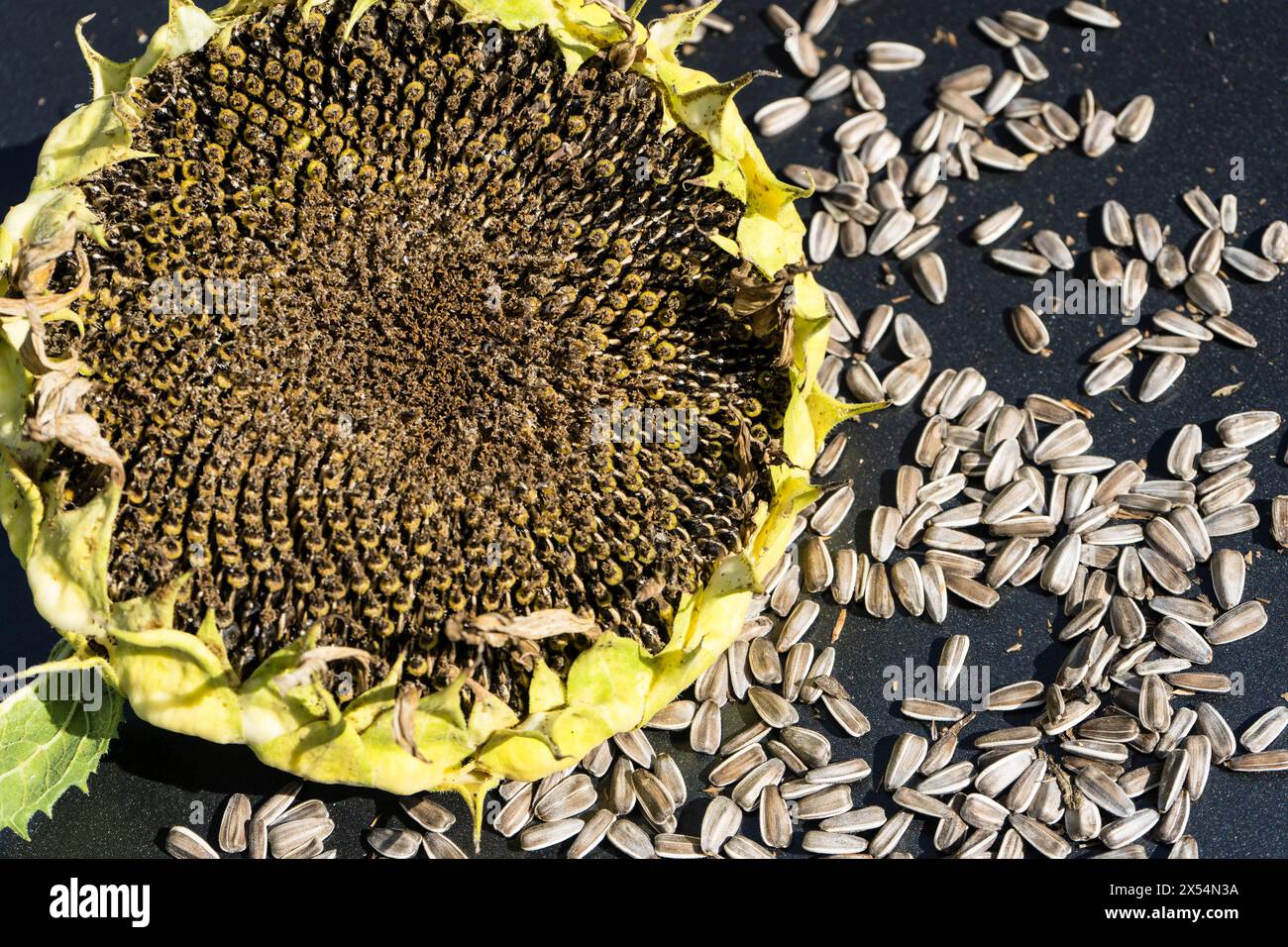 common sunflower (Helianthus annuus), Flower heads with ripe sunflower ...