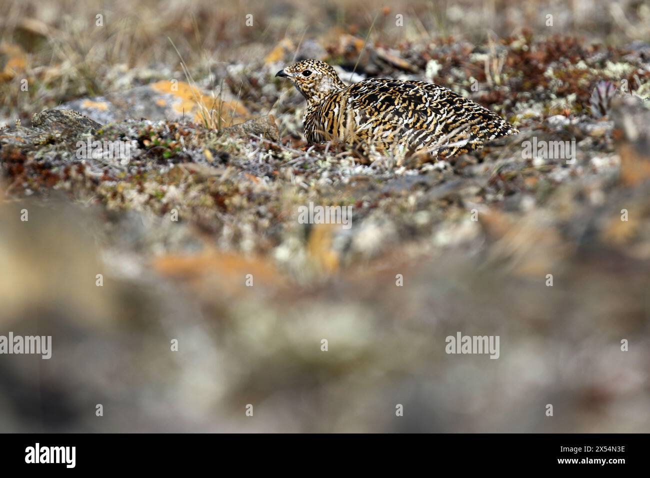 Alaska Rock ptarmigan, Alaska Snow chicken (Lagopus muta kelloggae ...
