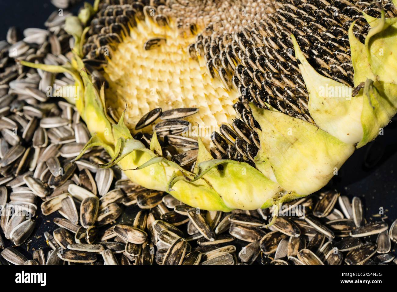common sunflower (Helianthus annuus), Flower heads with ripe sunflower ...