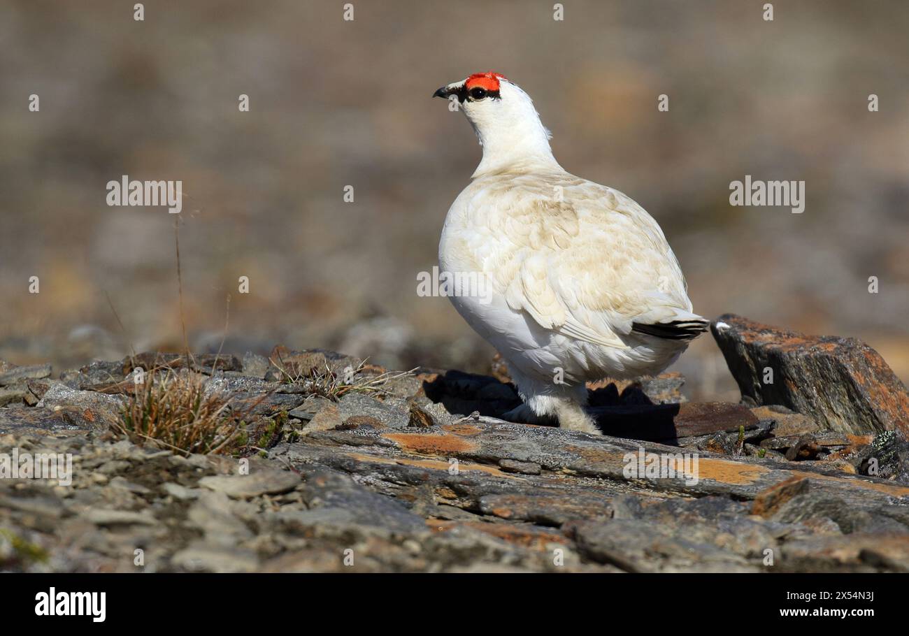 Alaska Rock ptarmigan, Alaska Snow chicken (Lagopus muta kelloggae ...