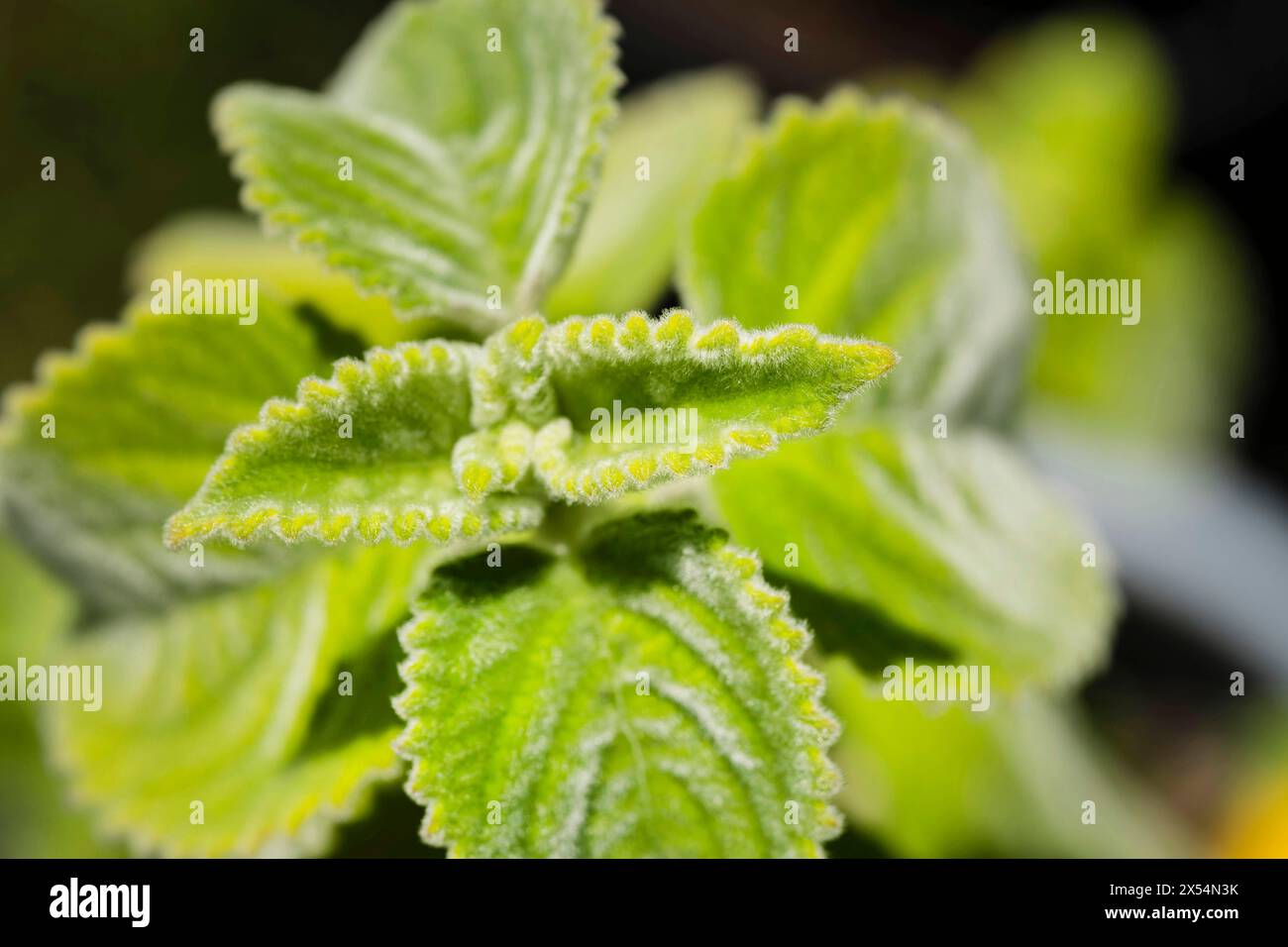 Australian Lemon Leaf, Green Velvet (Plectranthus spec.), leaves Stock ...