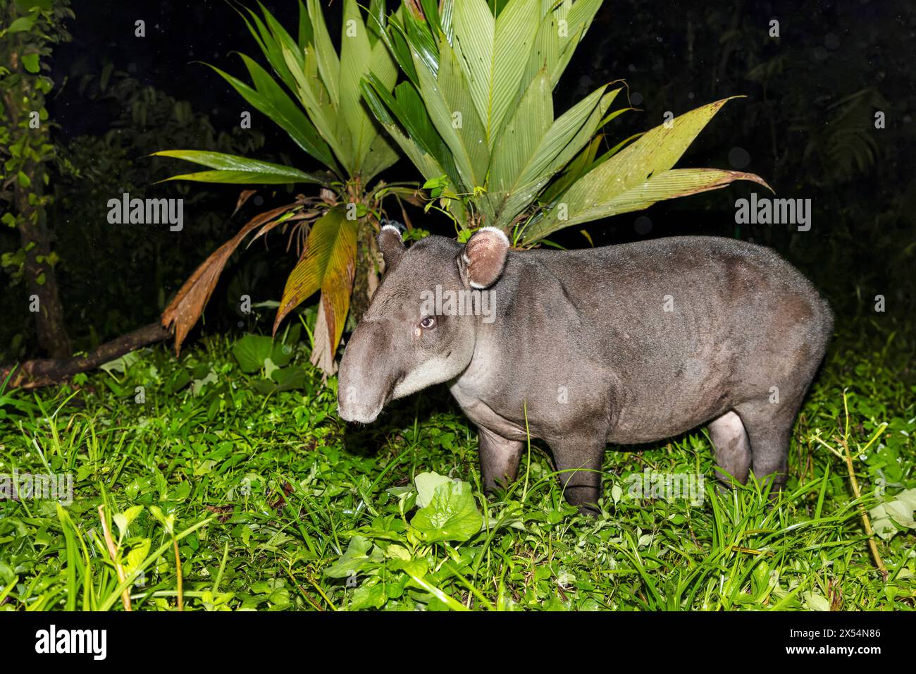 Baird's tapir, Central American tapir (Tapirus bairdii), standing at ...
