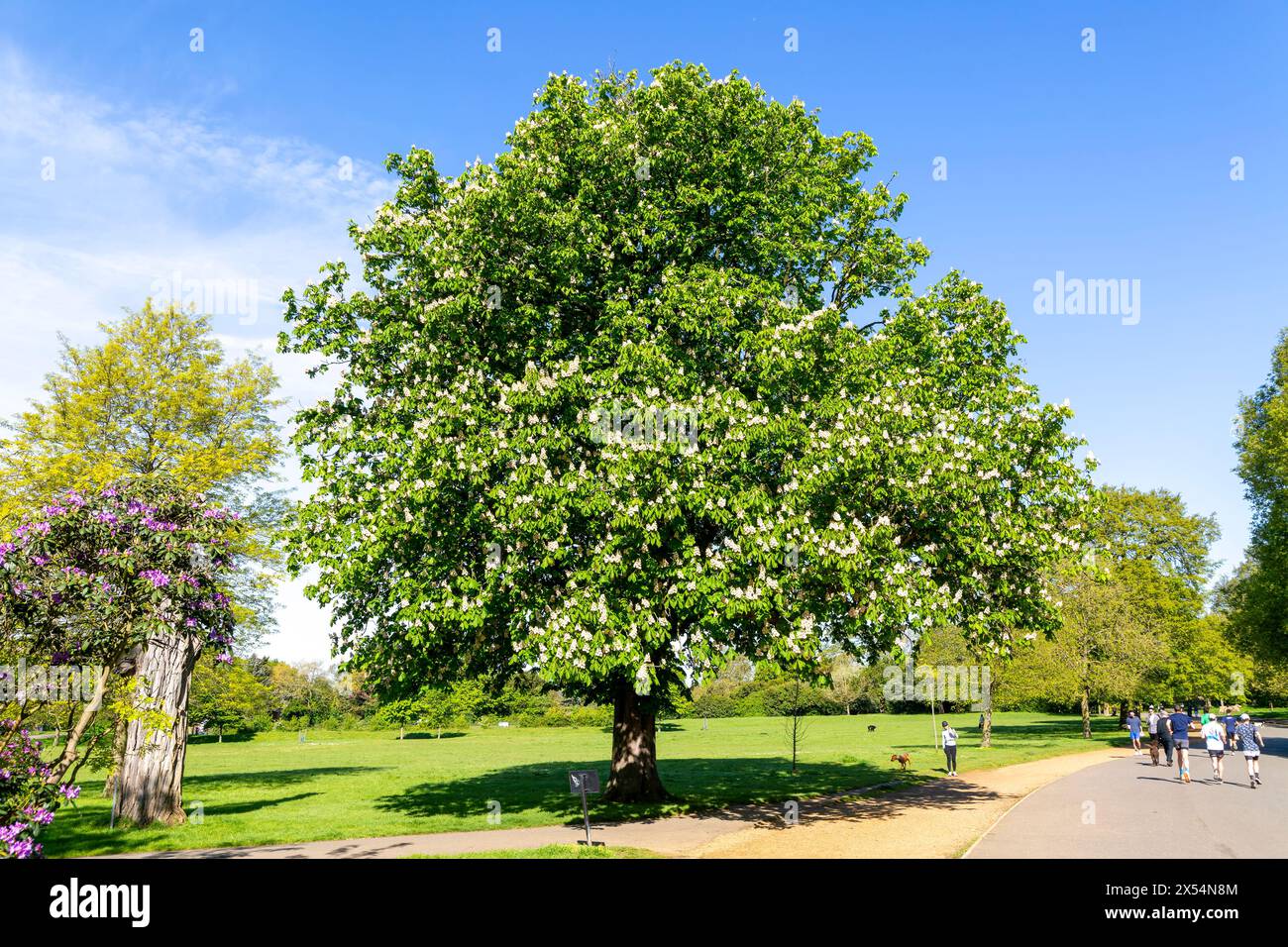 Horse chestnut tree, Aesculus hippocastanum, Dulwich Park, London ...