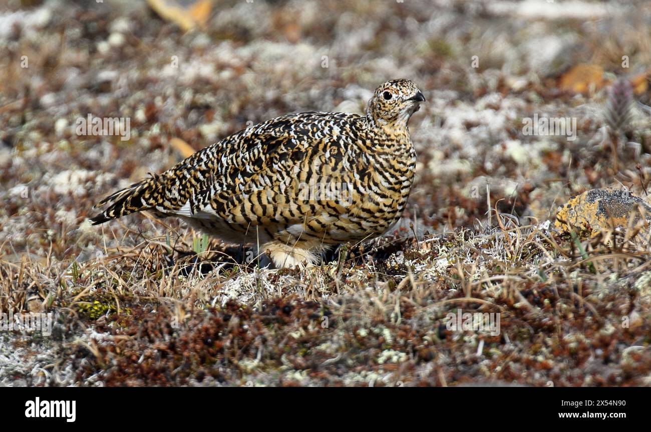 Alaska Rock ptarmigan, Alaska Snow chicken (Lagopus muta kelloggae ...