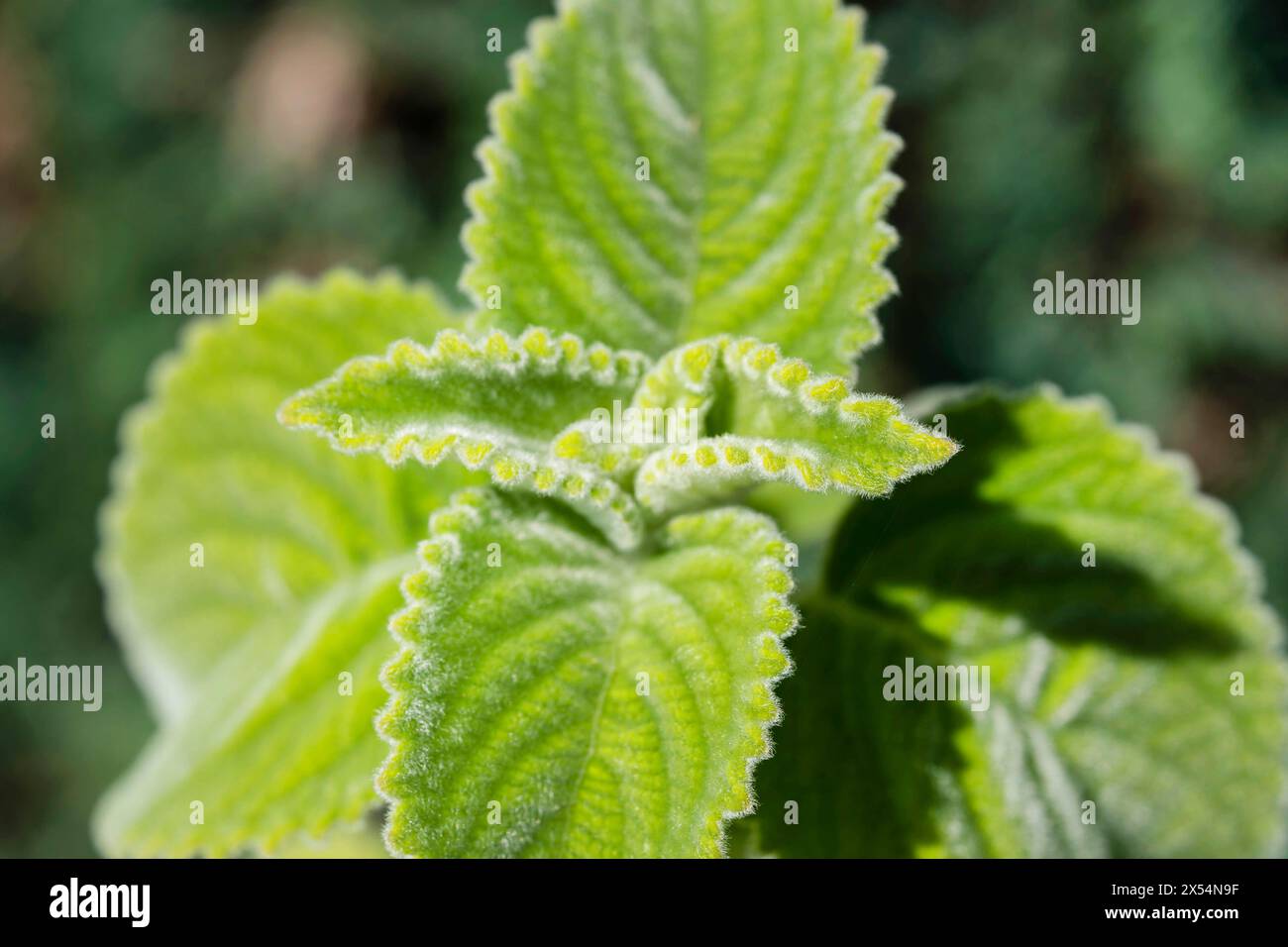 Australian Lemon Leaf, Green Velvet (Plectranthus spec.), leaves Stock ...