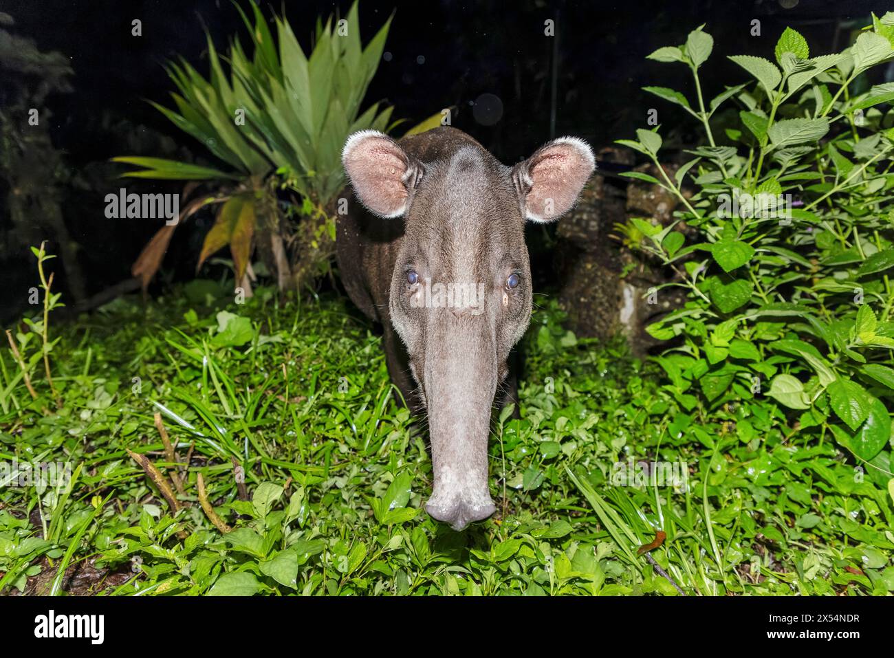 Baird's tapir, Central American tapir (Tapirus bairdii), stands at the ...