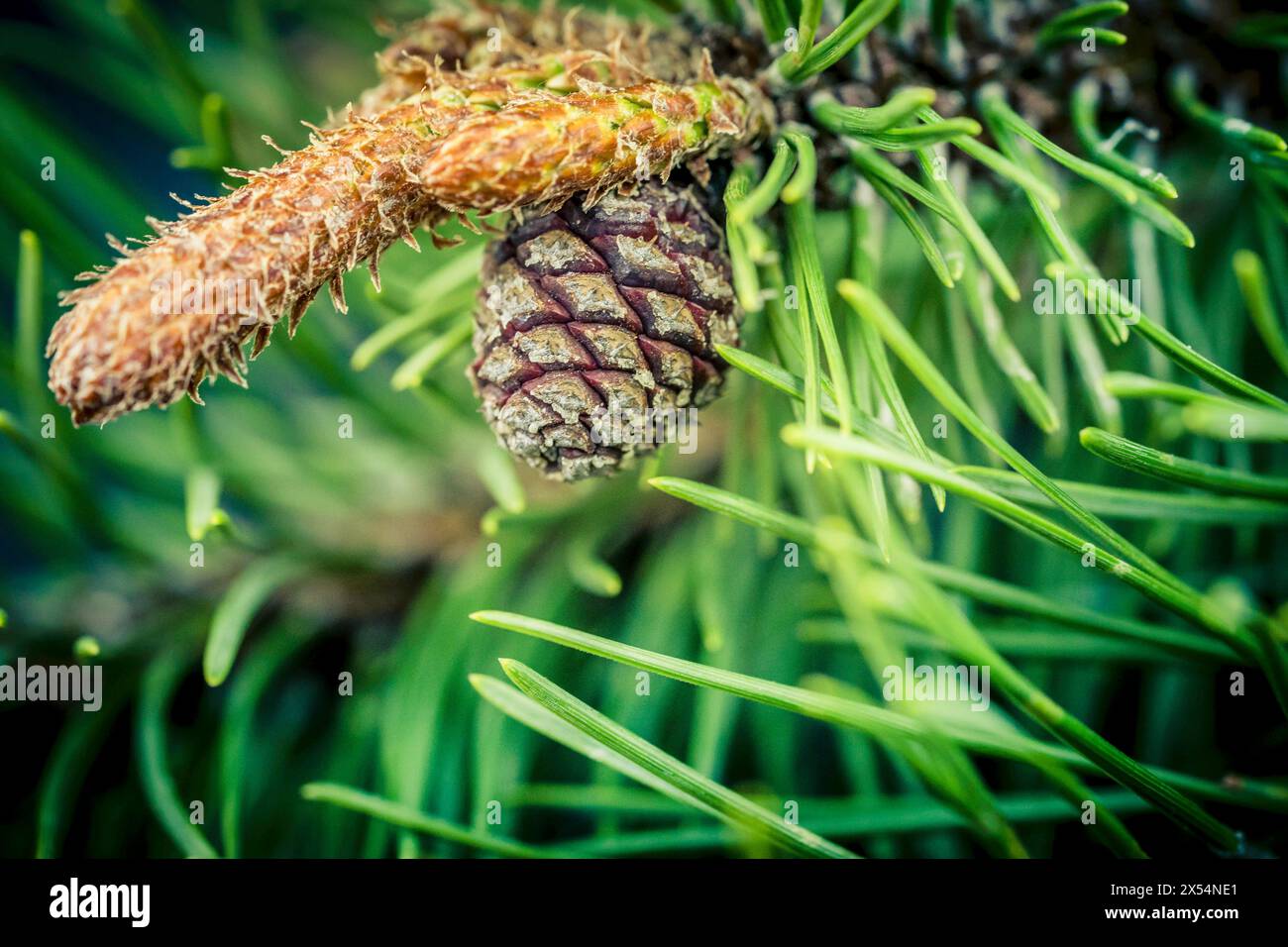 Mountain pine, Mugo pine (Pinus mugo), Pine branch with cone and male ...