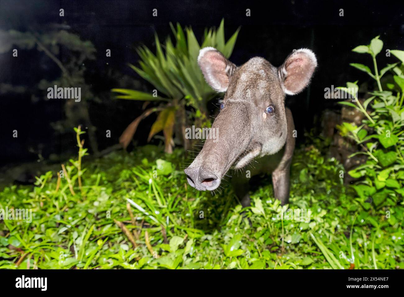 Baird's tapir, Central American tapir (Tapirus bairdii), stands at the ...