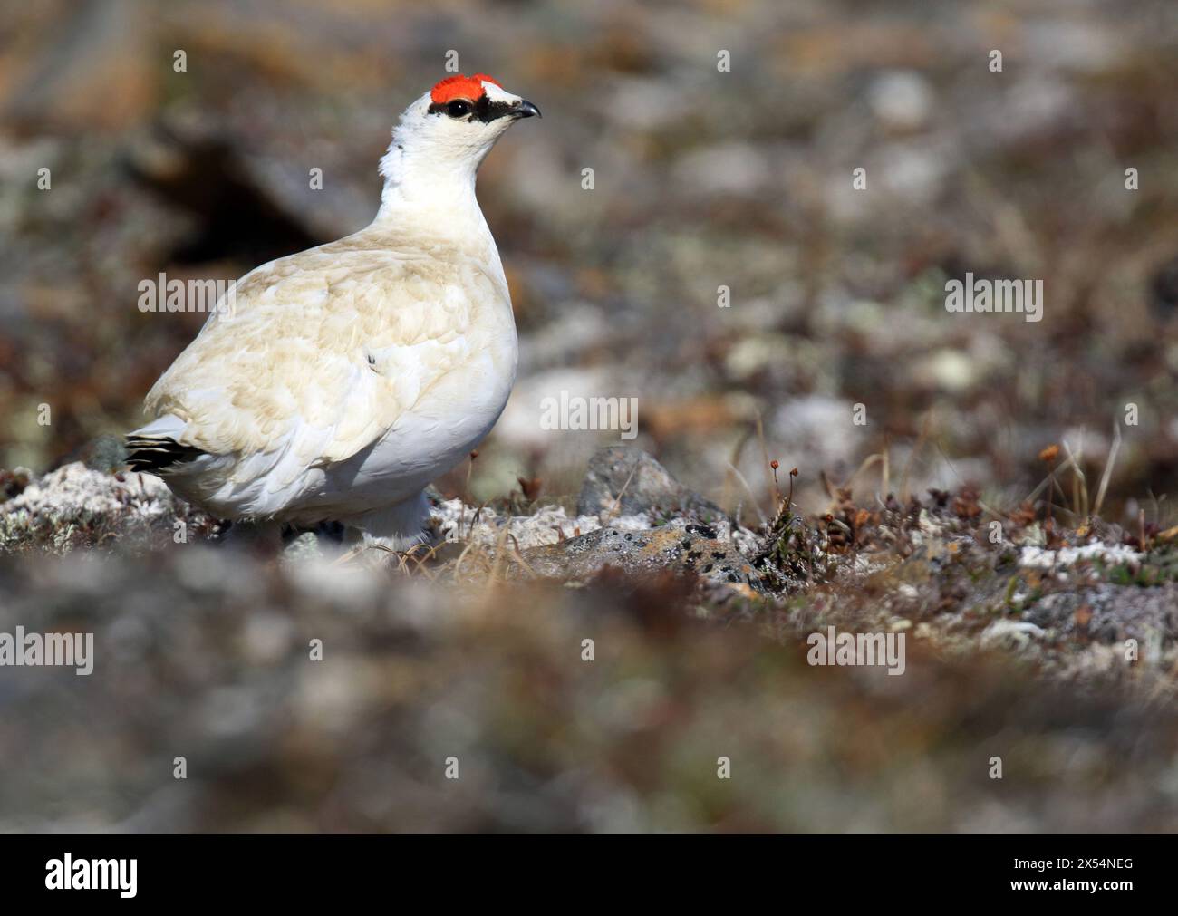 Alaska Rock ptarmigan, Alaska Snow chicken (Lagopus muta kelloggae ...
