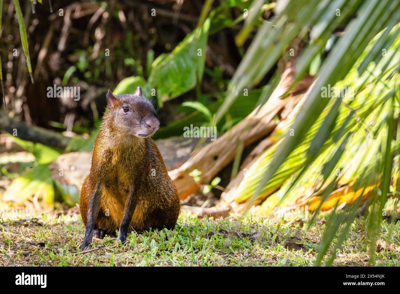 Central American agouti (Dasyprocta punctata), sitting along the edge ...