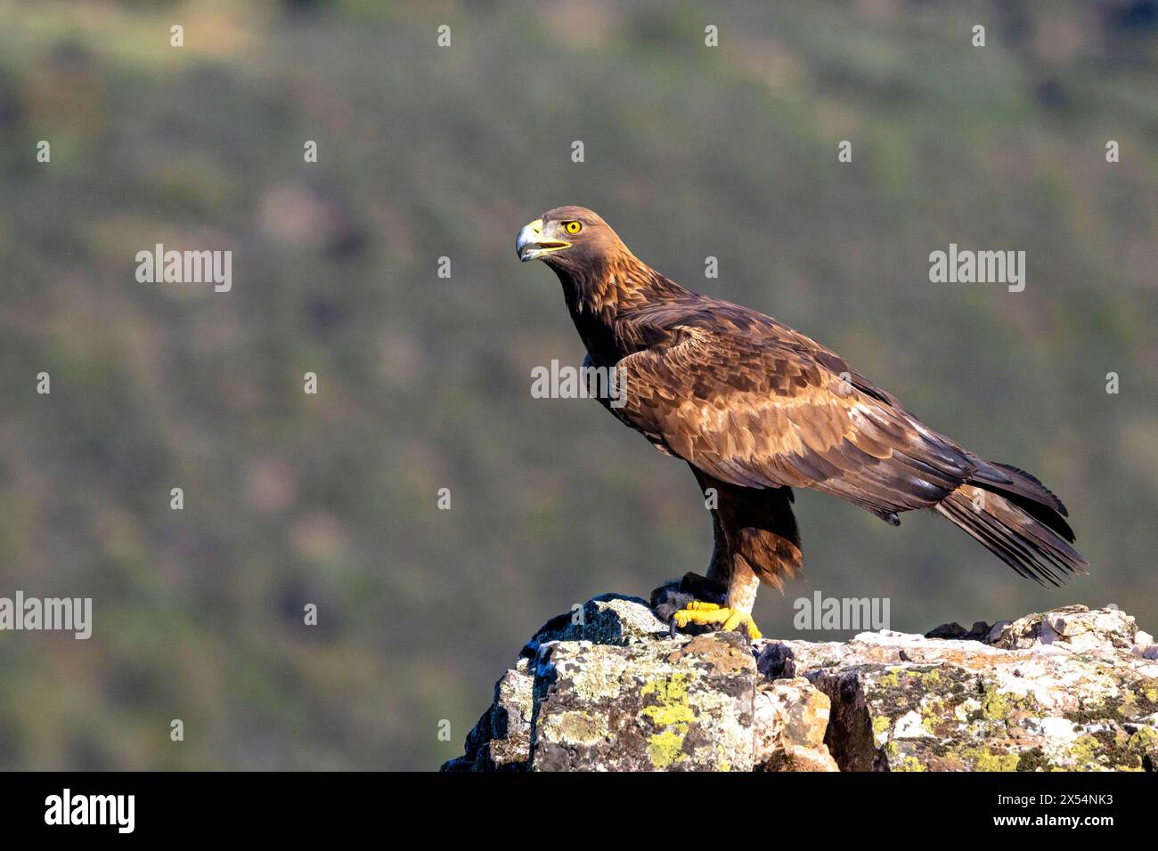 golden eagle (Aquila chrysaetos), standing on a rock with a captured ...