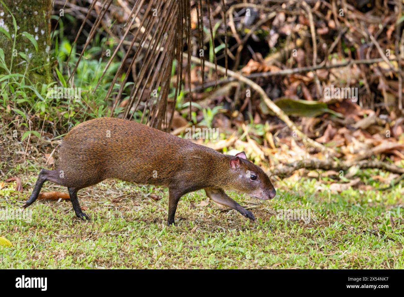 Central American agouti (Dasyprocta punctata), walks along the edge of ...