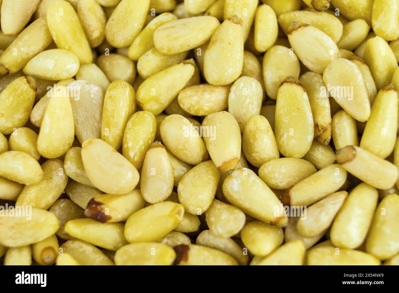 Stone pine, Italian Stone pine, Umbrella Pine (Pinus pinea), roasted ...