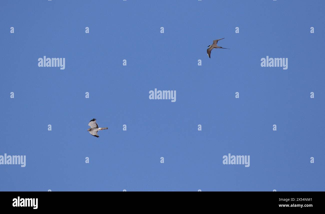 long-tailed skua, long-tailed jaeger (Stercorarius longicaudus), adult ...