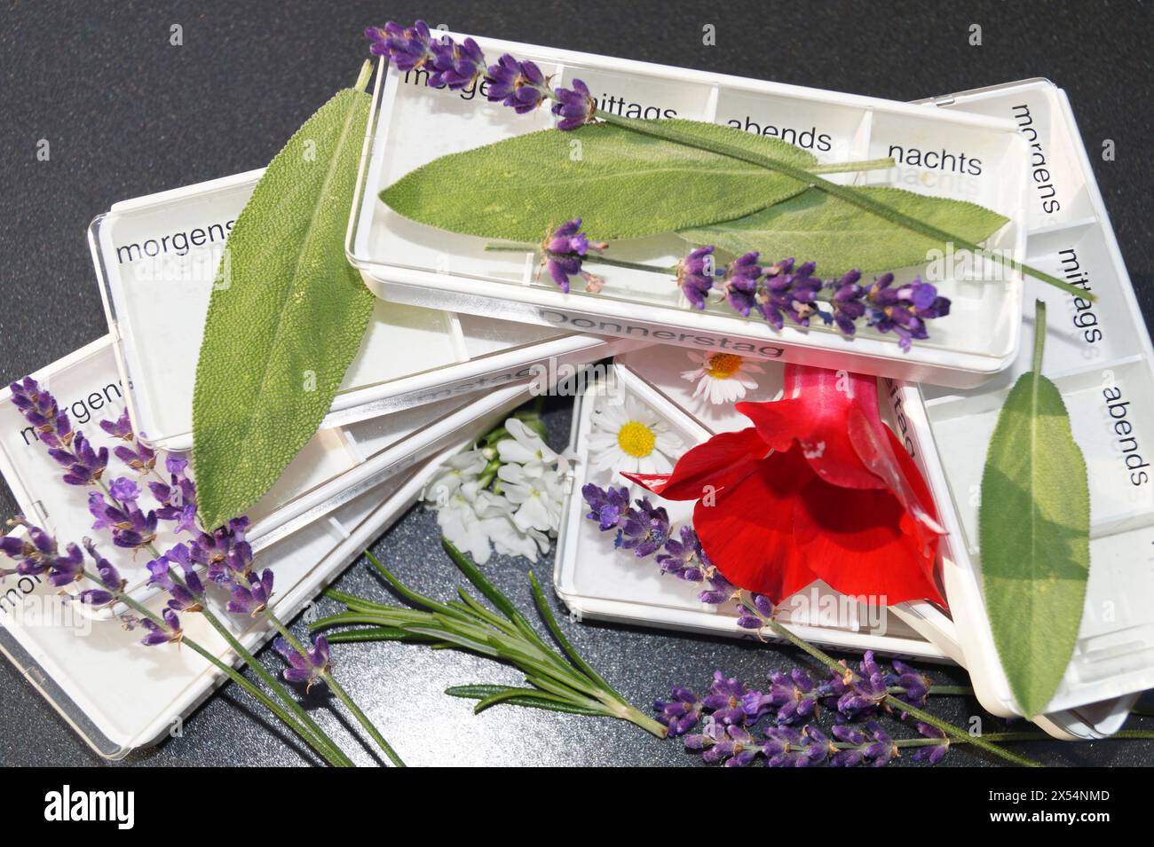 English lavender (Lavandula angustifolia, Lavandula officinalis ...