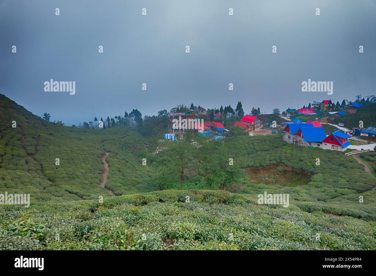 Ilam tea hi-res stock photography and images - Alamy