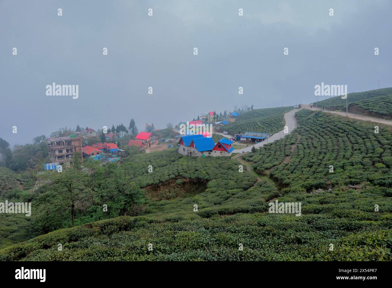 Tea plantation in Ilam, Nepal Stock Photo - Alamy
