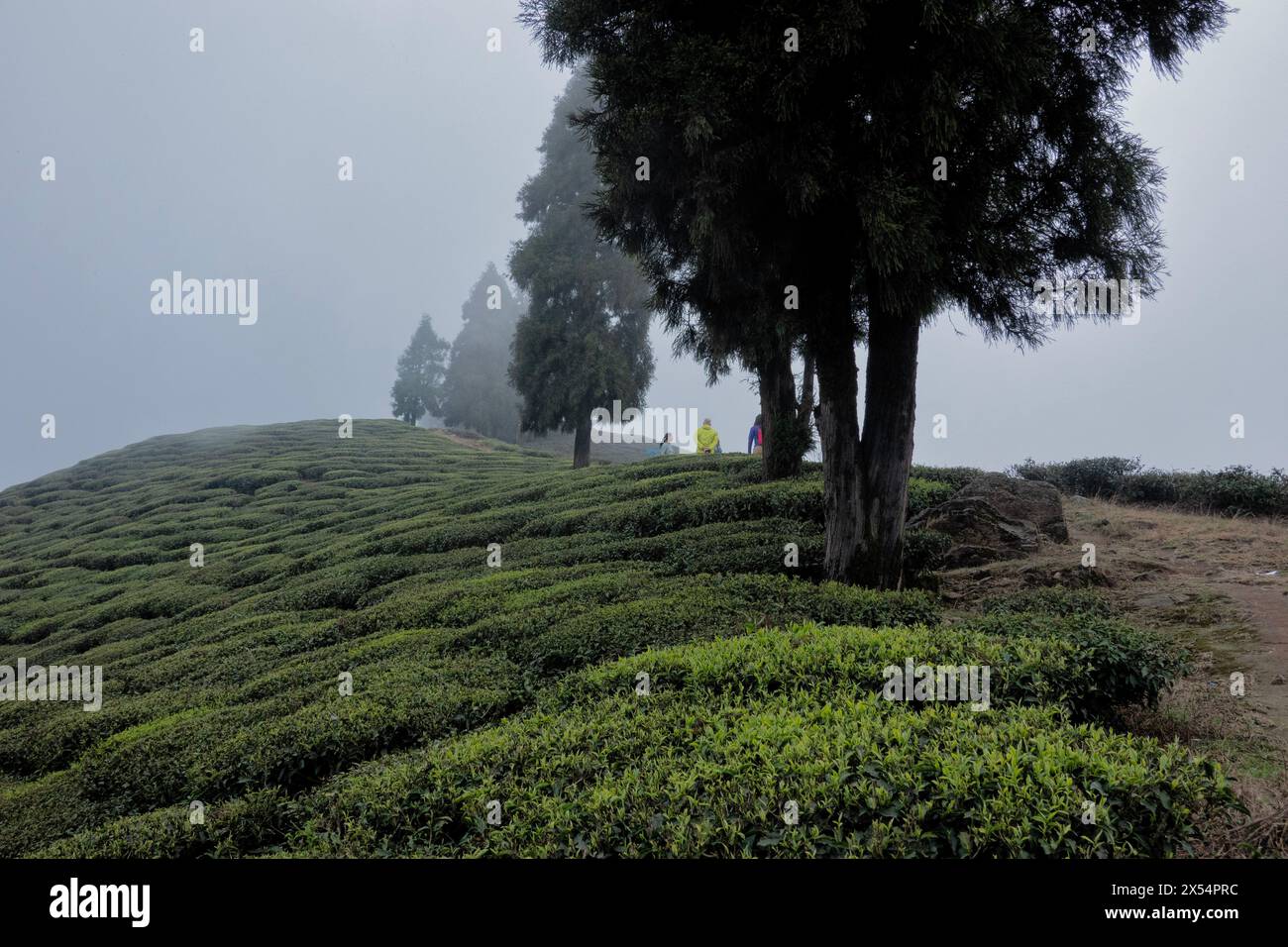 Tea plantation in Ilam, Nepal Stock Photo - Alamy