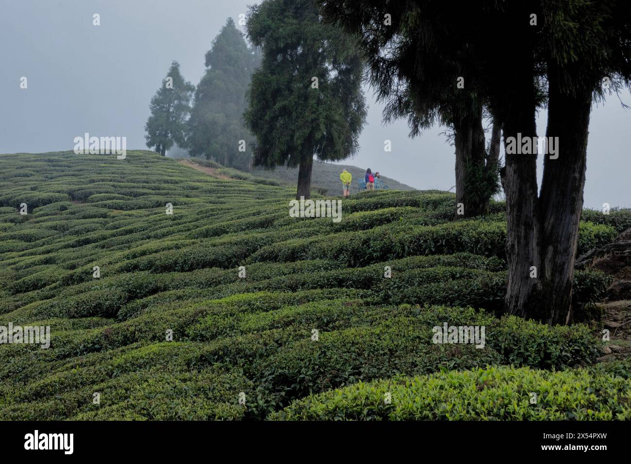Tea plantation in Ilam, Nepal Stock Photo - Alamy