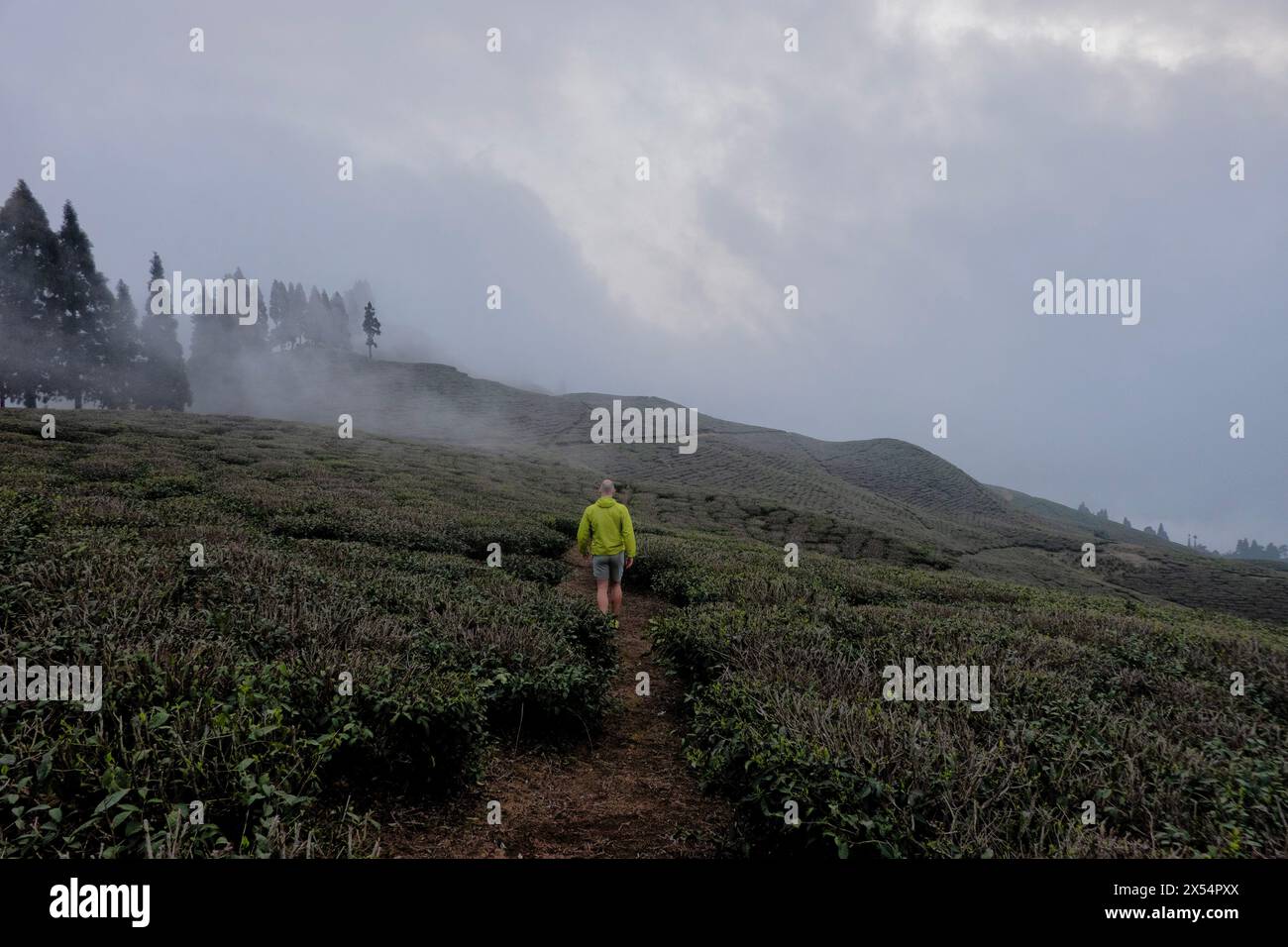 Tea plantation in Ilam, Nepal Stock Photo - Alamy