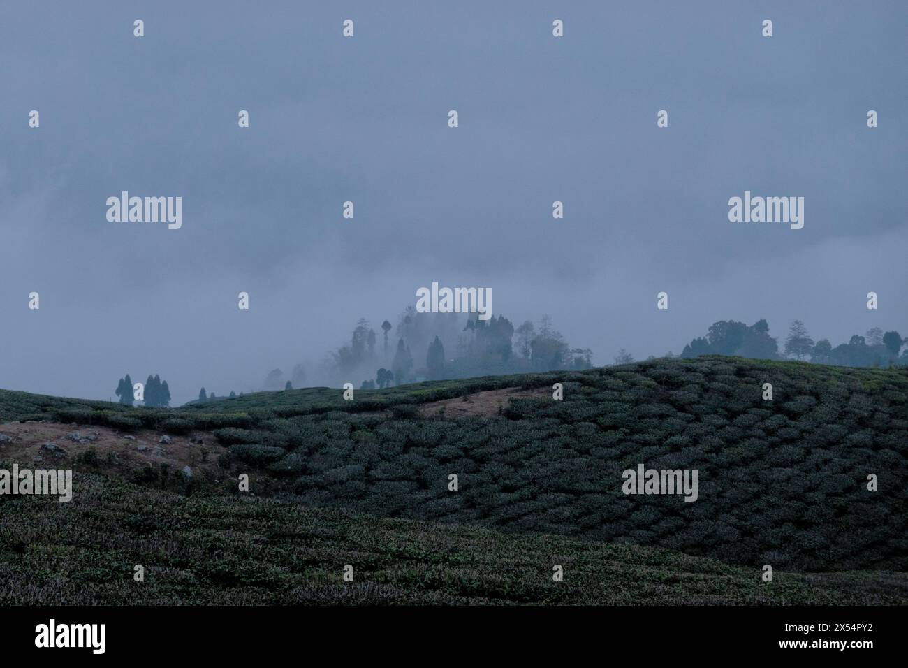 Tea plantation in Ilam, Nepal Stock Photo - Alamy