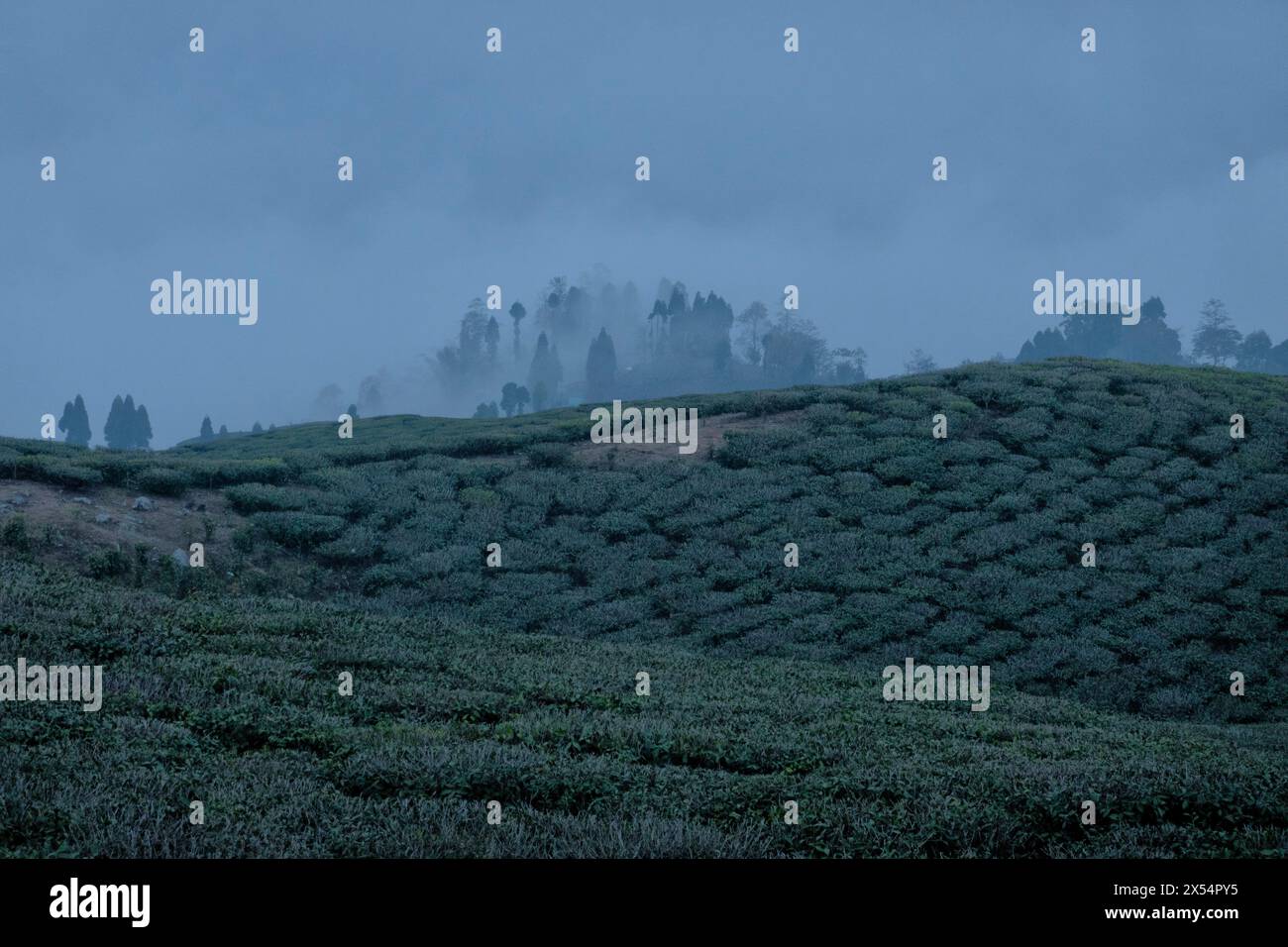 Tea plantation in Ilam, Nepal Stock Photo - Alamy
