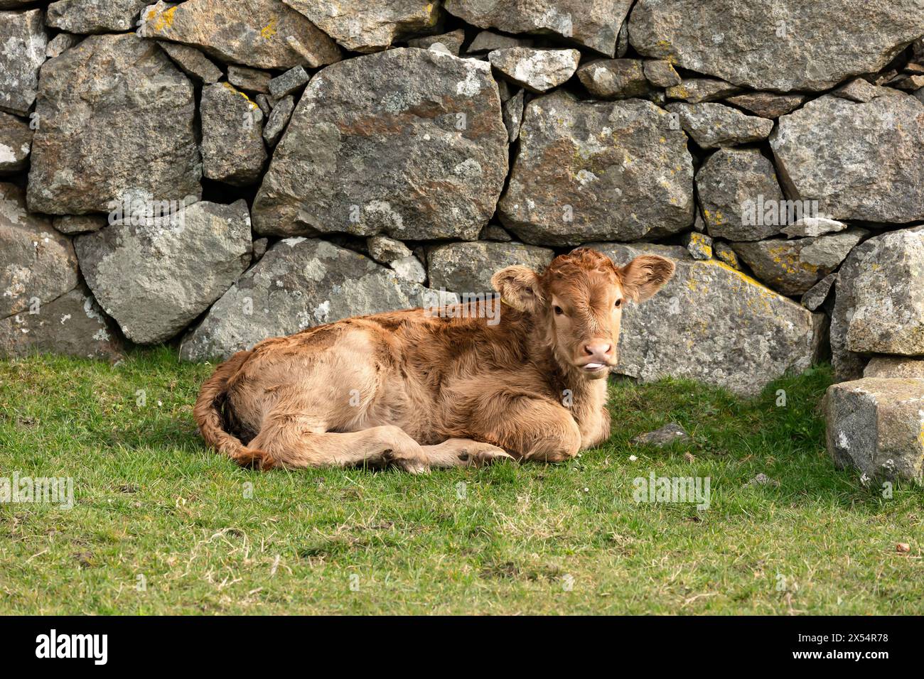 Forward facing cow hi-res stock photography and images - Alamy