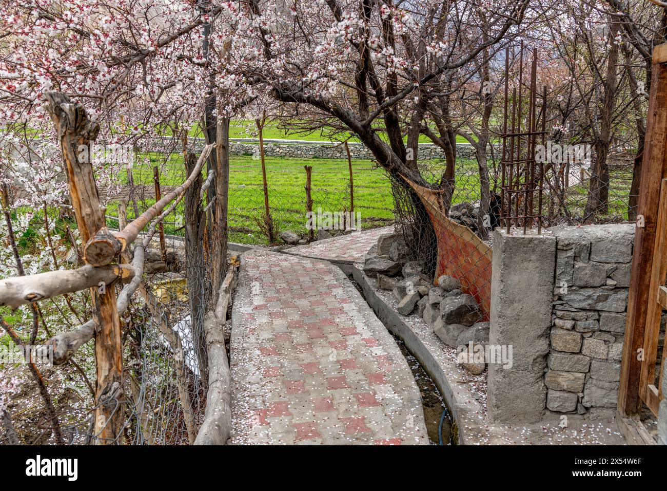 Pink apricot blossoms in the farming village of Turtuk in northern ...