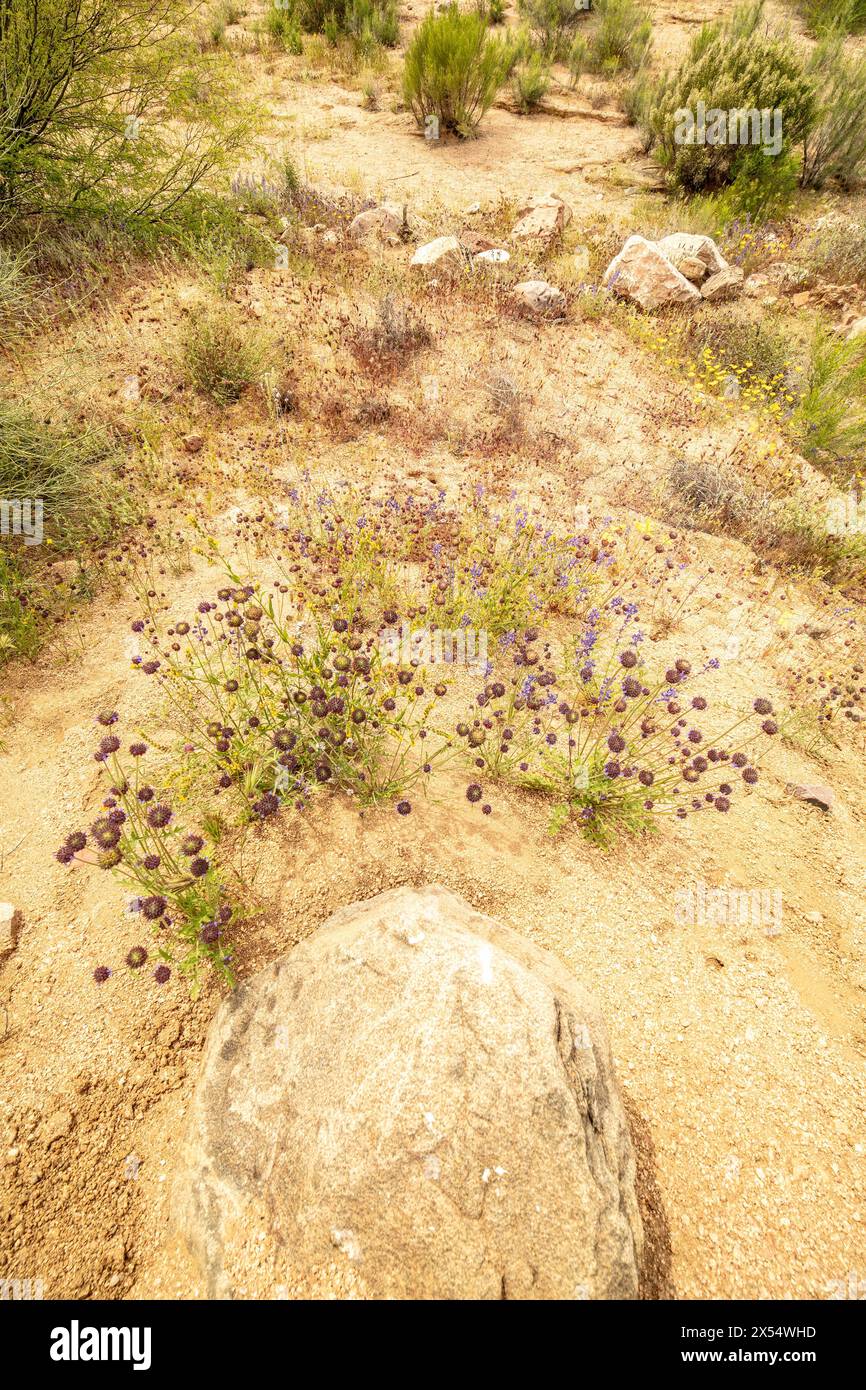 Intimate Sonoran wildflower landscape along highway 77 (Globe to Tucson ...