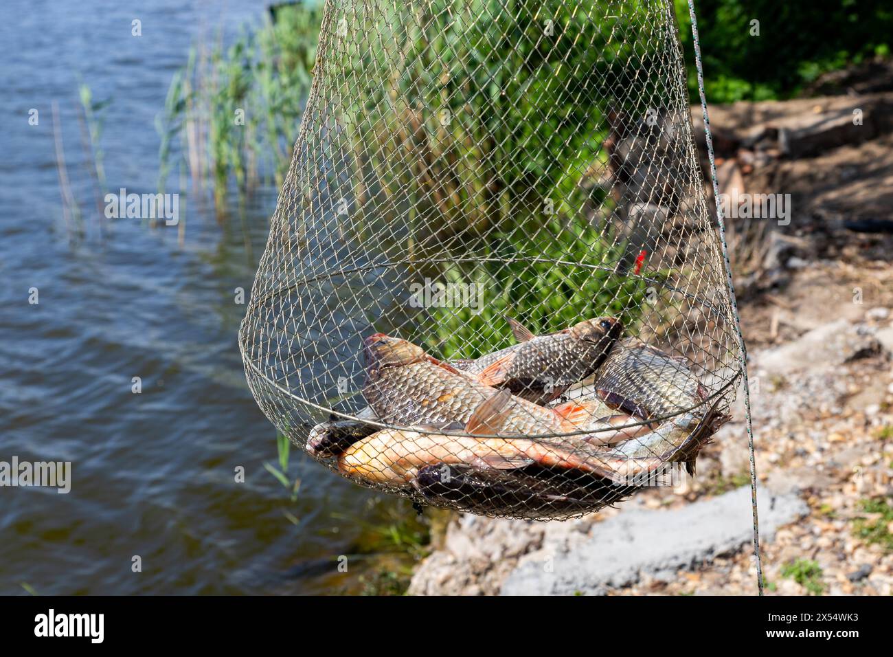 Fish keeprt hi-res stock photography and images - Alamy