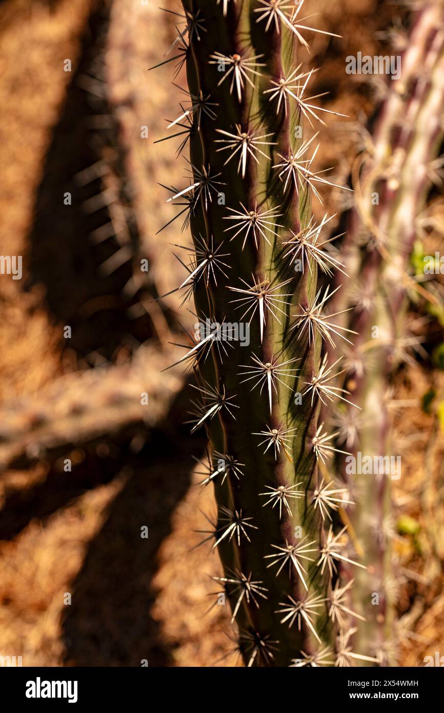 frankly strange / intriguing Stenocereus alamosensis, octopus cactus ...