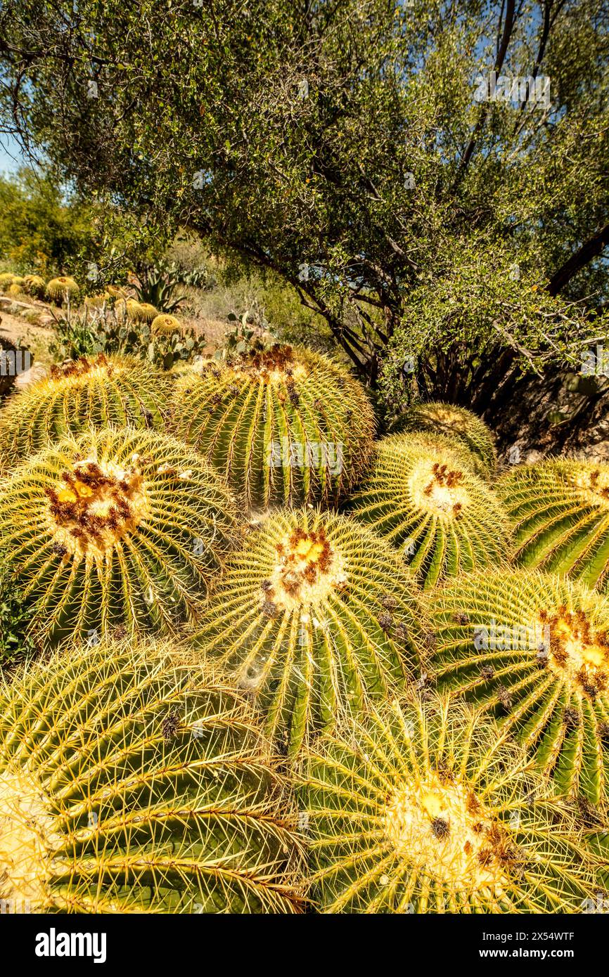 Phenomenal Kroenleinia grusonii, golden barrel cactus. Natural close up ...