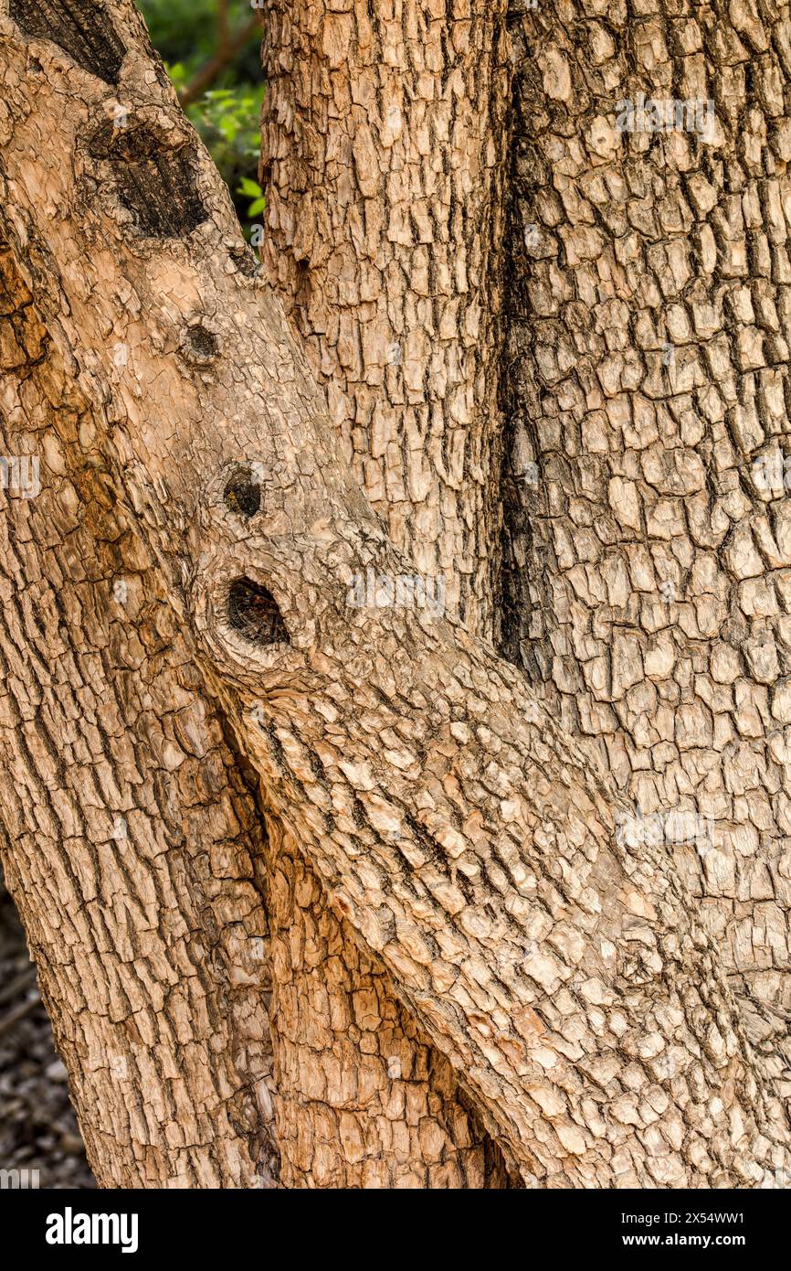 Natural close up plant portrait of Sandpaper tree, Ehretia anacua, in ...