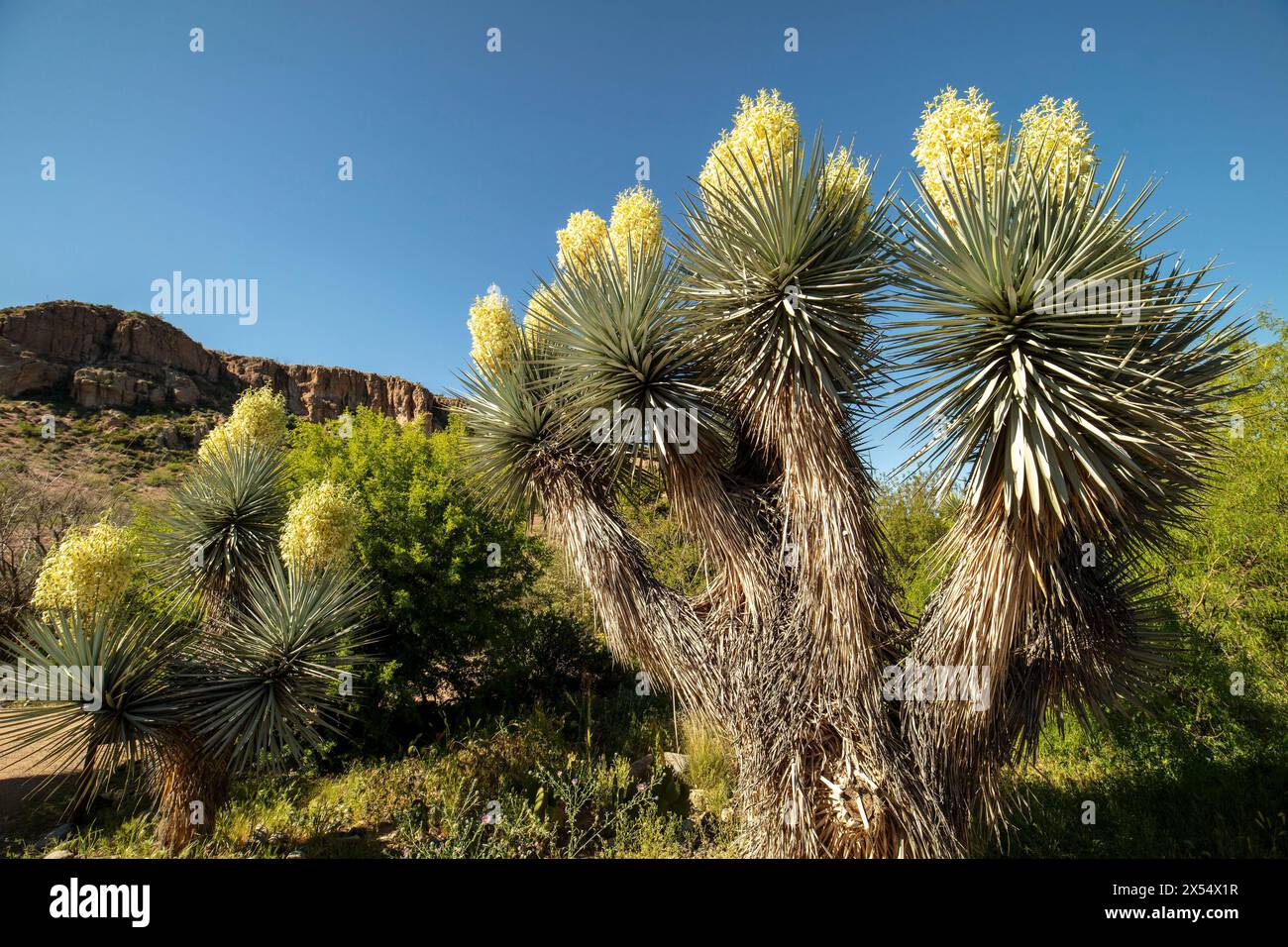 Dramatic natural plant portrait of Yucca Rigida flowering in glorious ...